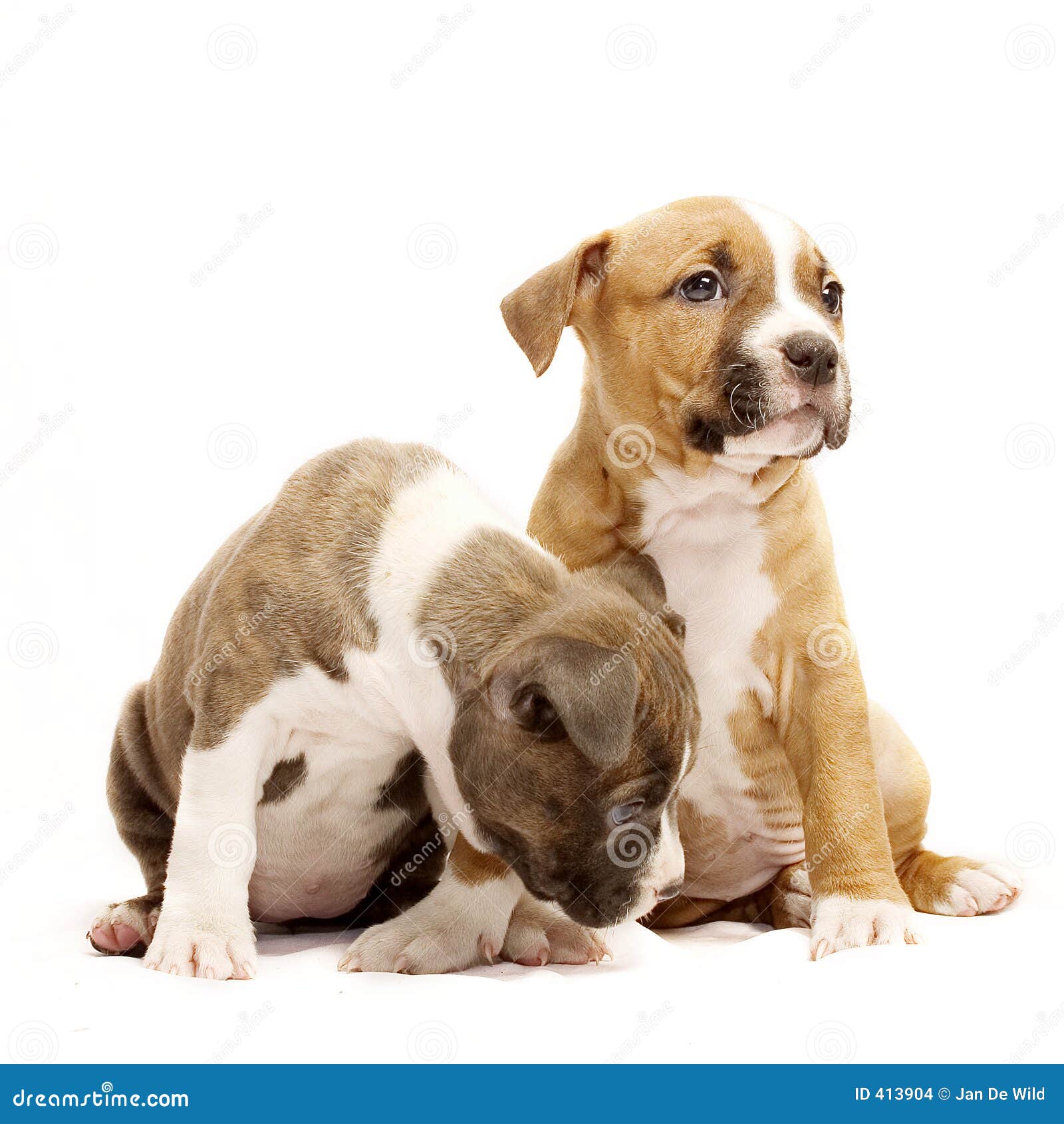 Two puppies stock photo. Image of pitbull, terrier, nice - 413904