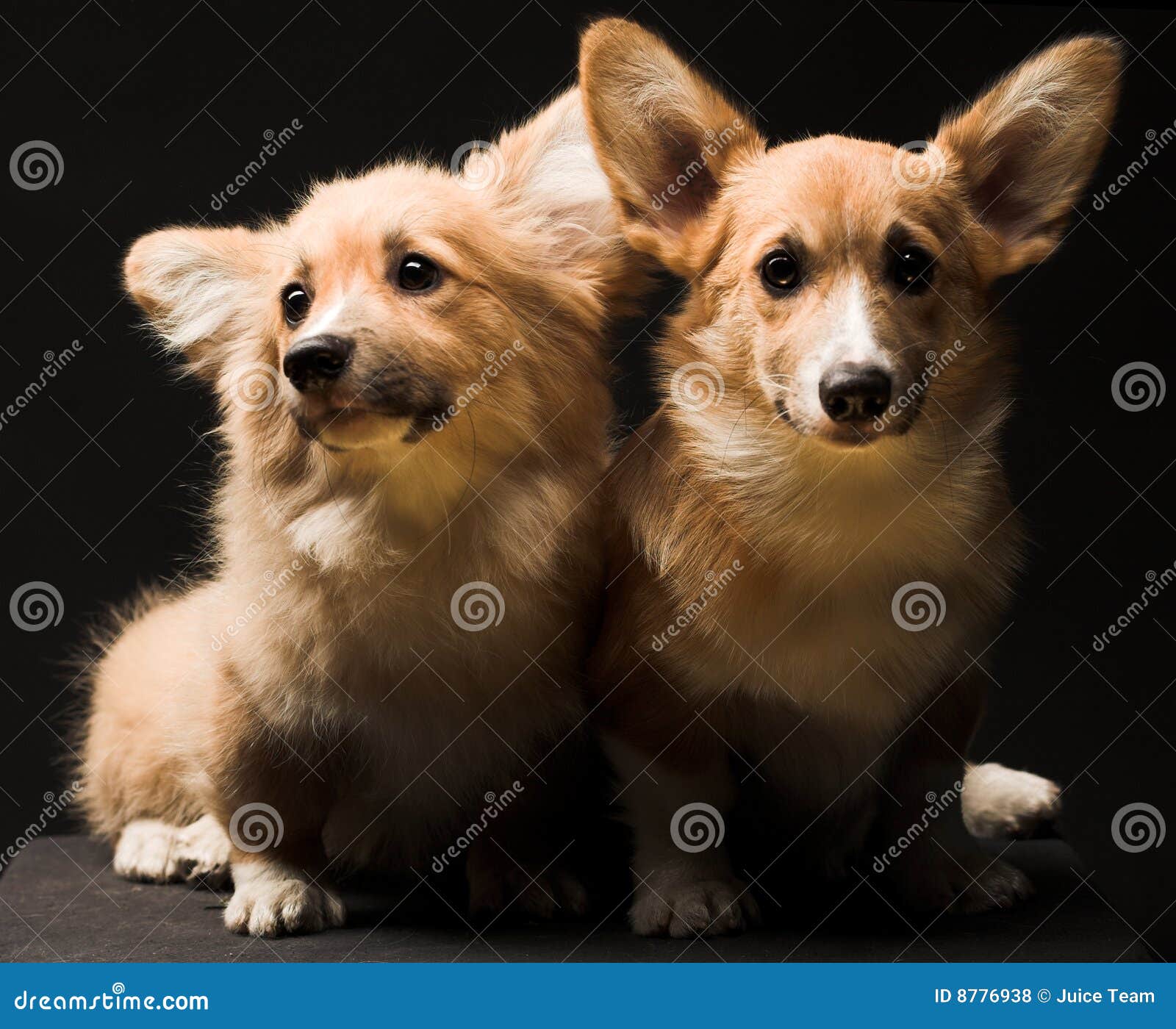 Two puppies. stock photo. Image of loyal, bark, animal - 8776938