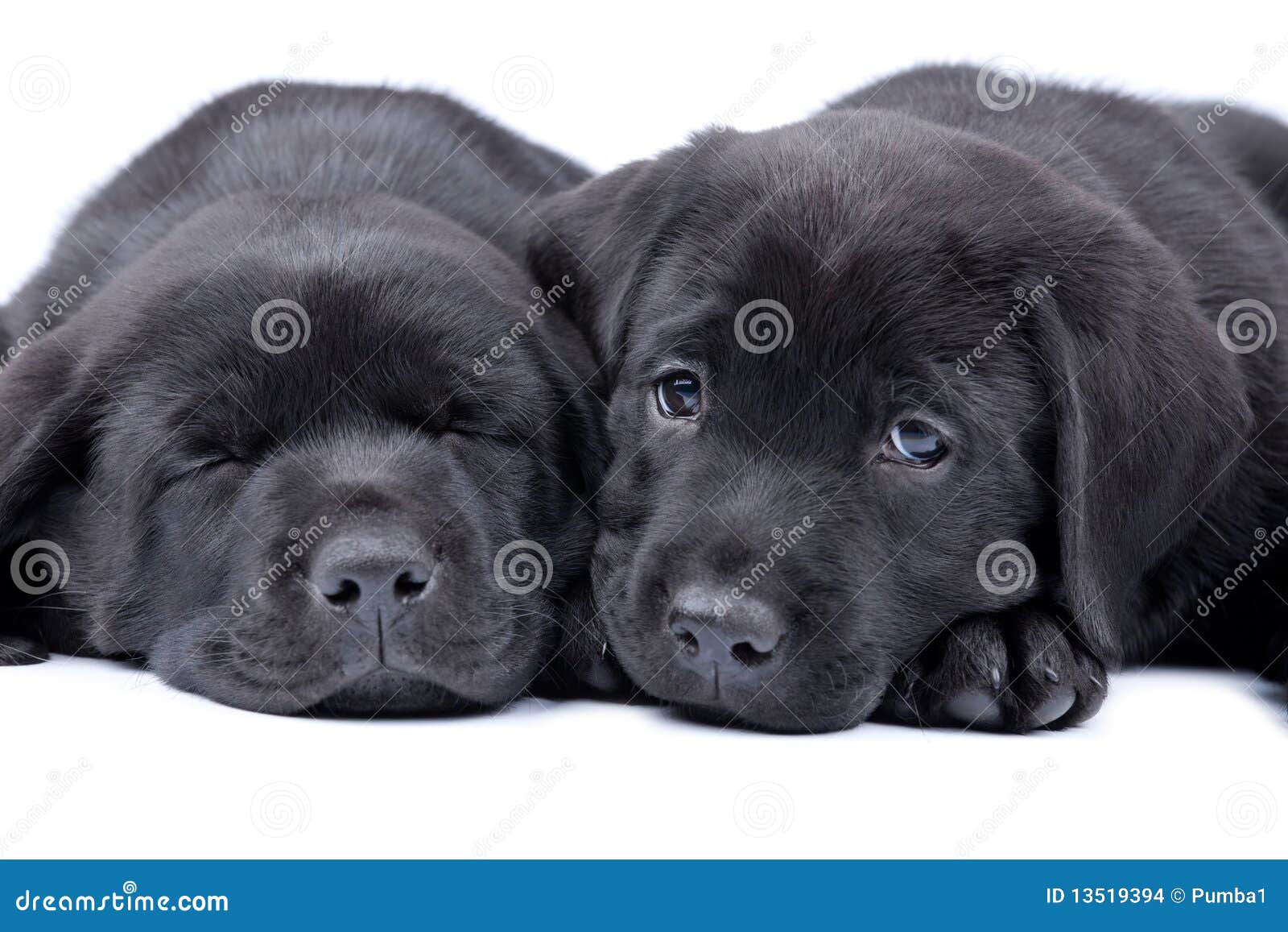 Two puppies black labrador stock photo. Image of animal - 13519394