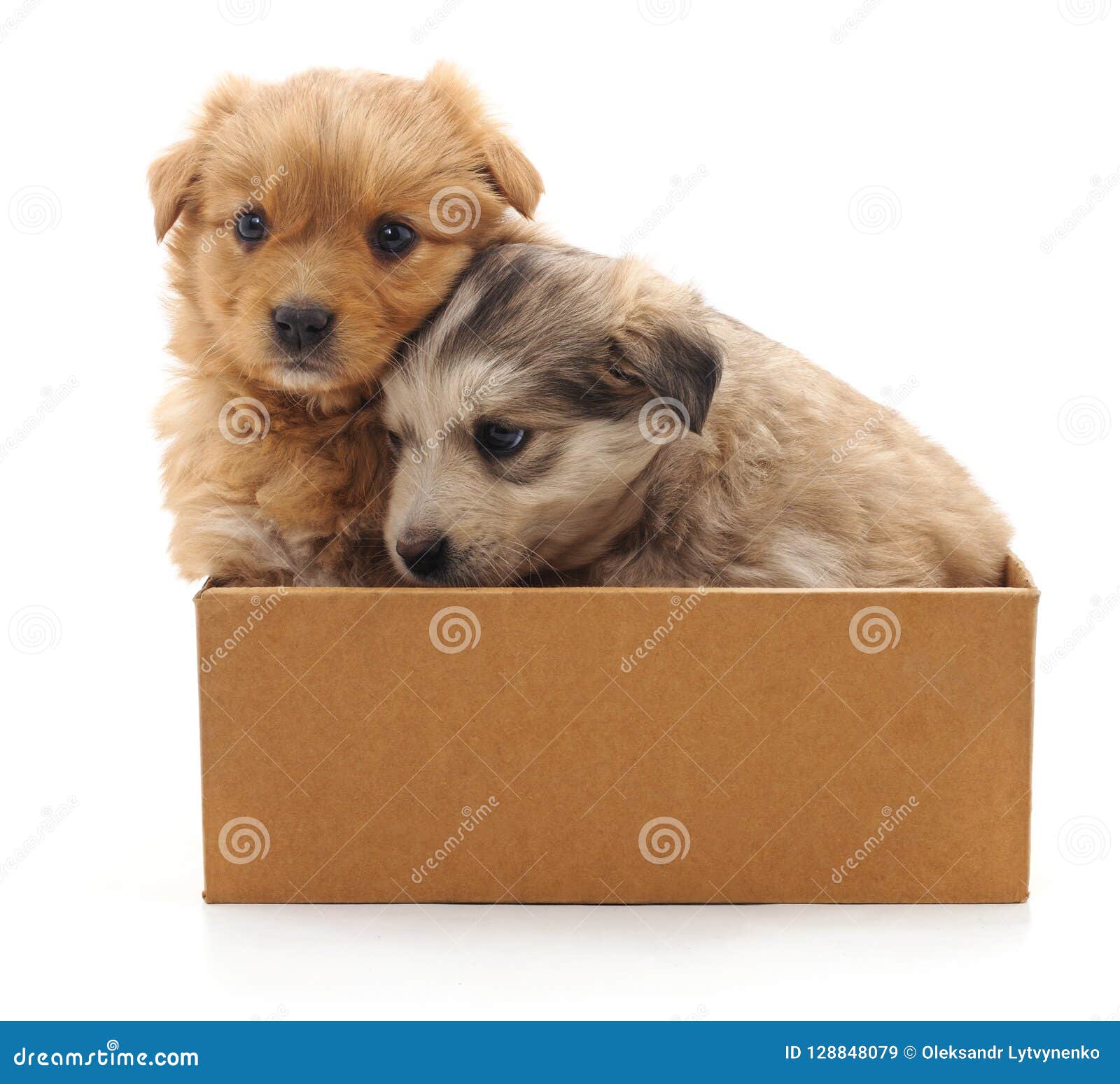 Two puppies in the box. stock image. Image of house - 128848079