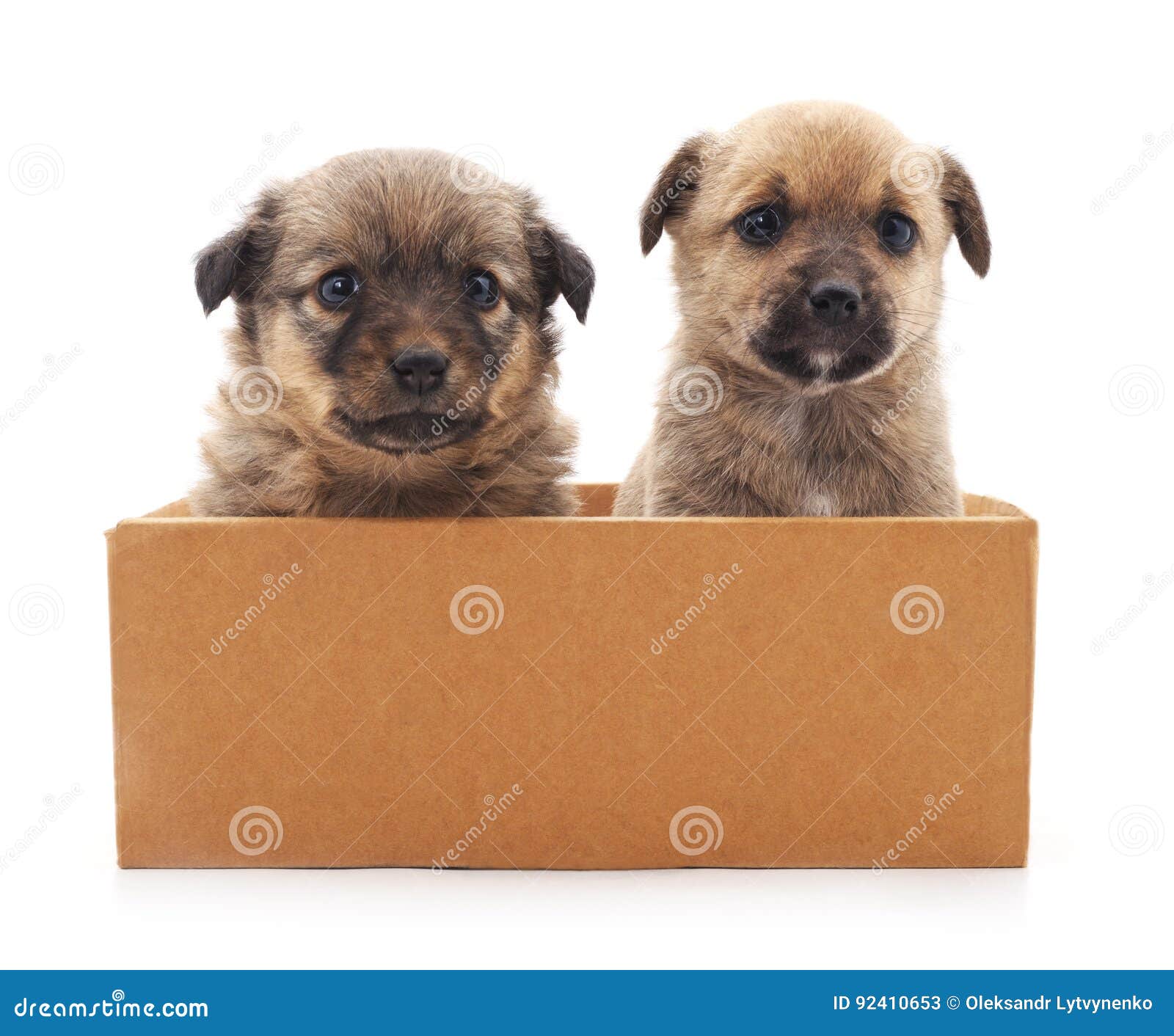Two puppies in a box. stock image. Image of dogs, baby - 92410653