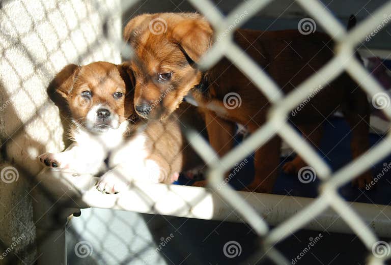 Two Puppies in a Cage stock image. Image of litter, beautiful - 18248121