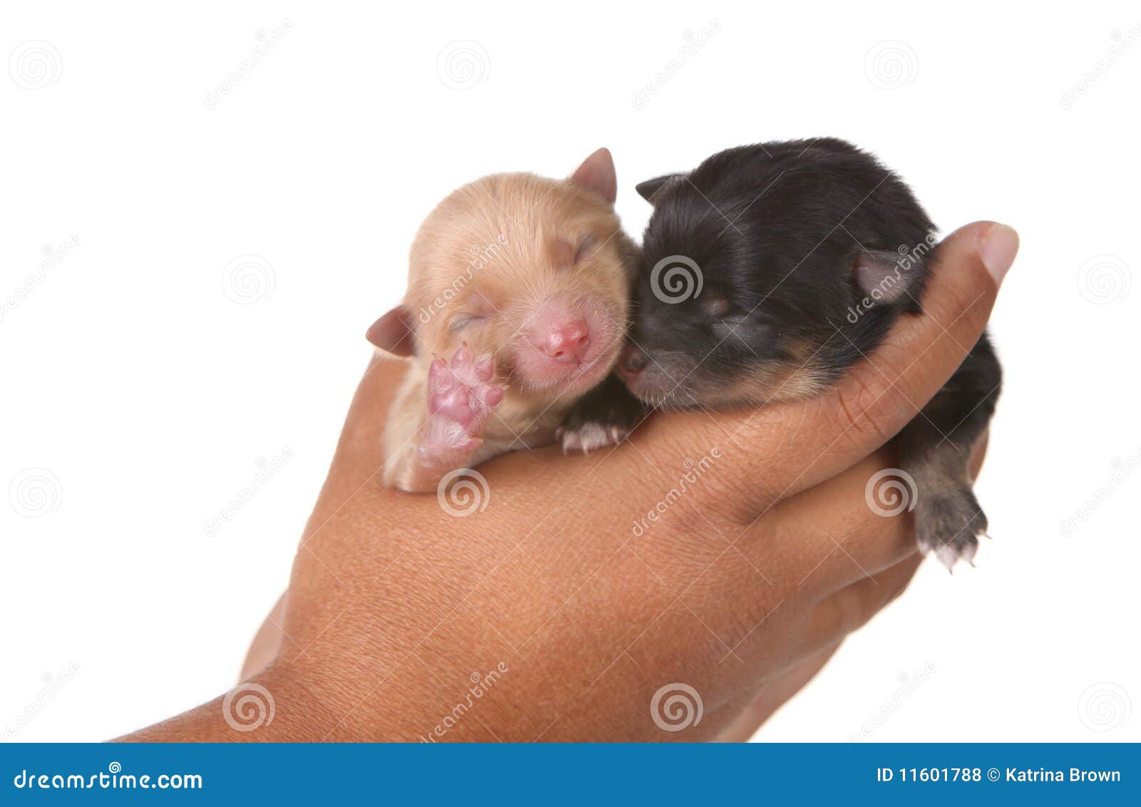 Two Puppies in a Hand on White Stock Photo - Image of cute, baby: 11601788