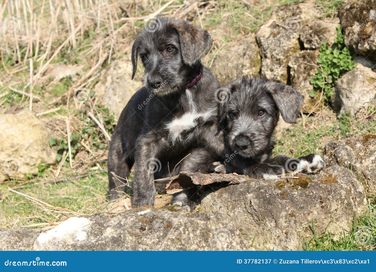 Two Puppies of Irish Wolfhound in the Garden Stock Image - Image of ...