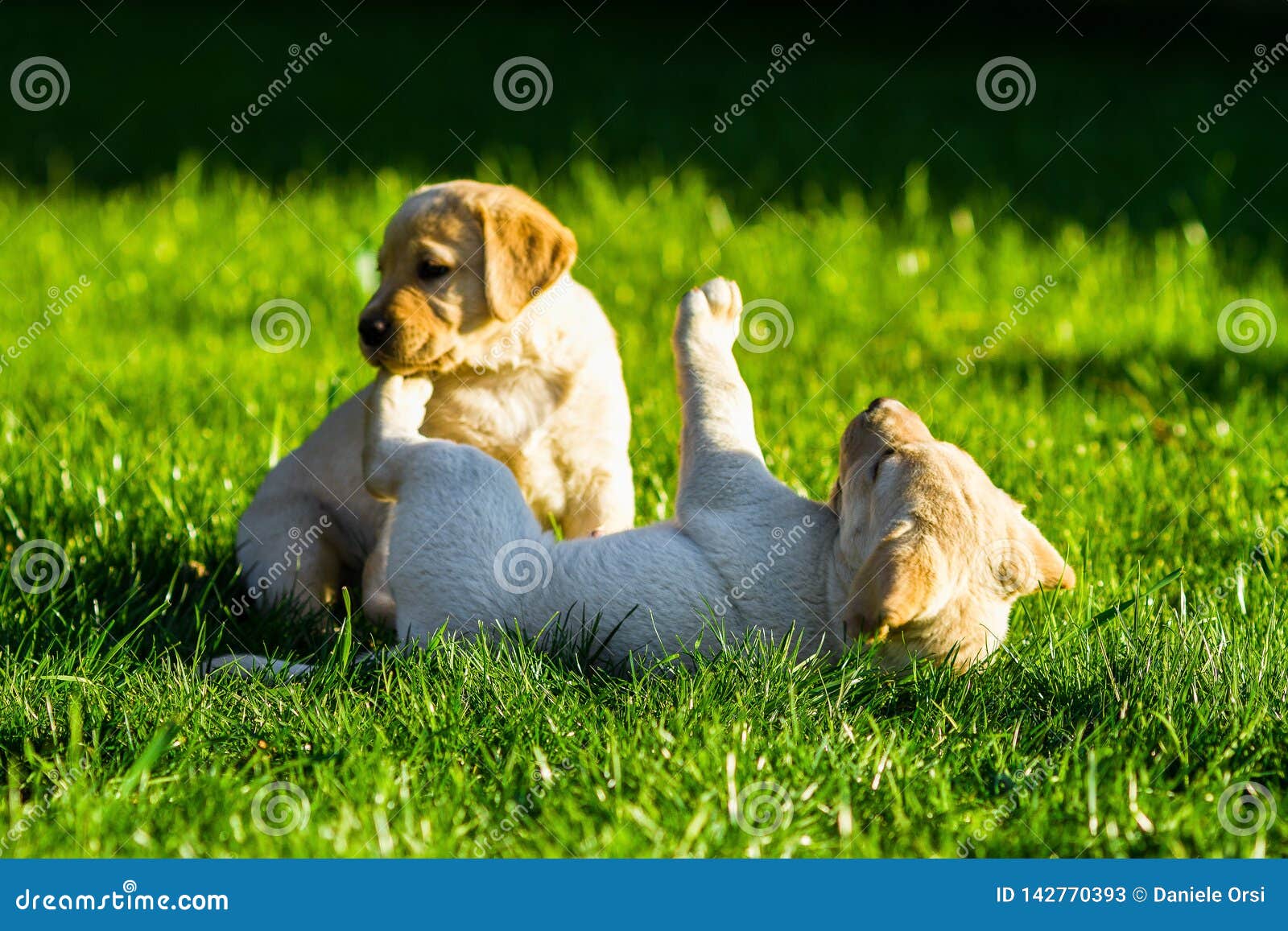 Two Puppies of Labrador are Playing Together in the Garden Stock Image ...