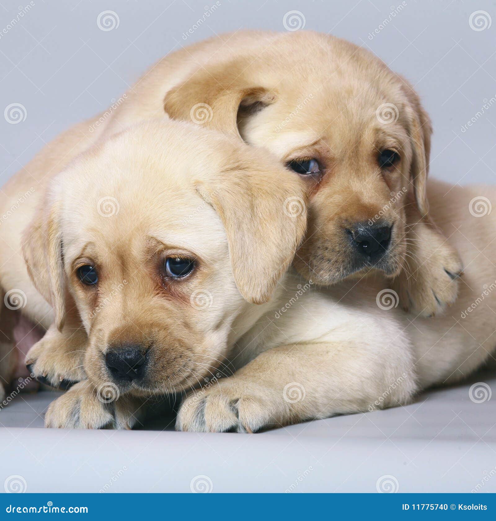 Two Puppies Labrador Retriever. Stock Photo - Image of fauna, licks ...