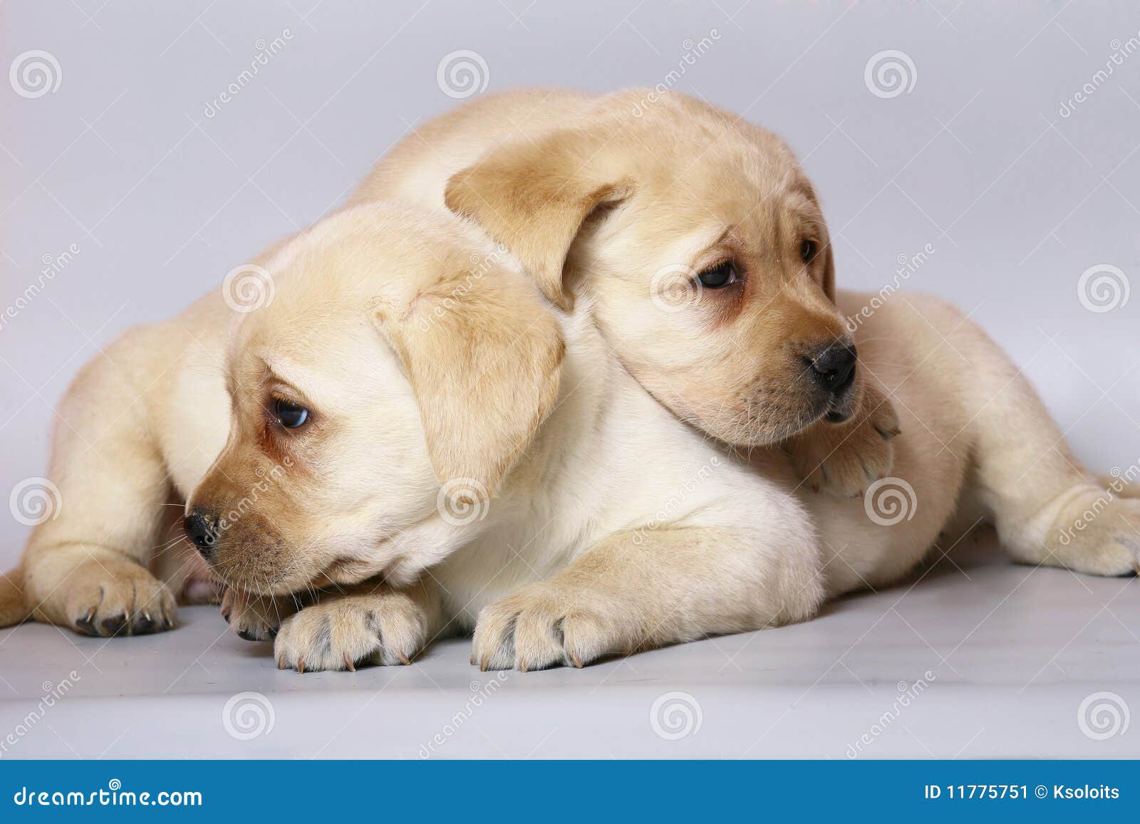 Two Puppies Labrador Retriever. Stock Image - Image of fauna, retriever ...