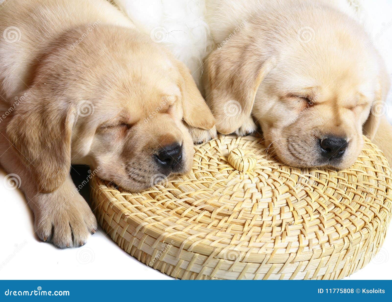 Two Puppies Labrador Retriever. Stock Photo - Image of labrador, young ...