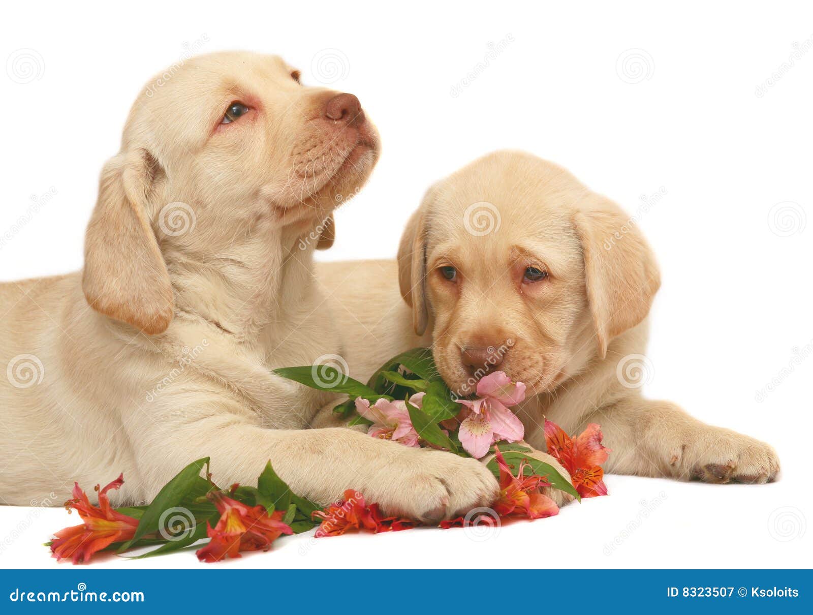 Two Puppies Labradors Retriever. Stock Image - Image of friend, flowers ...