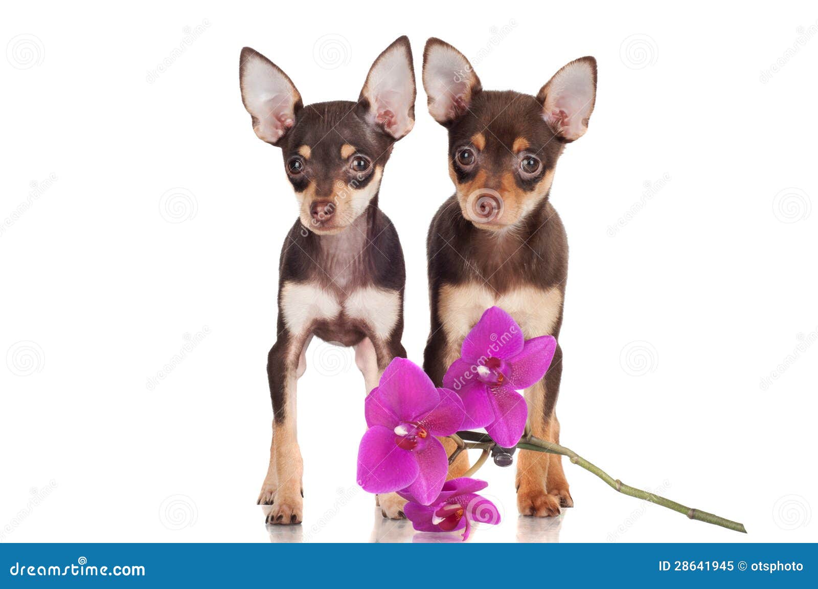 Two Puppies with an Orchid Flower Stock Image - Image of looking, eyes ...