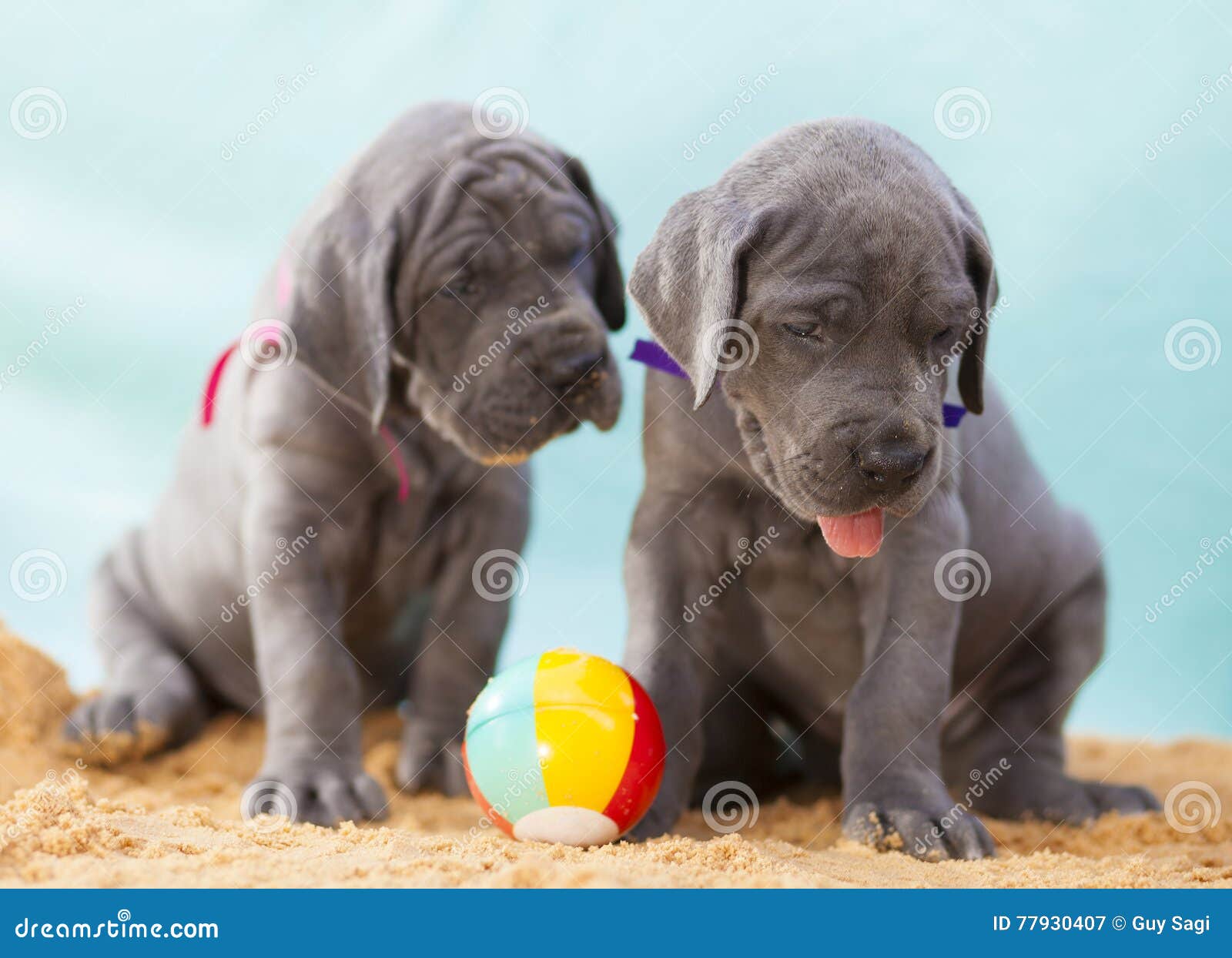 Two puppies stock image. Image of mouth, ball, great - 77930407