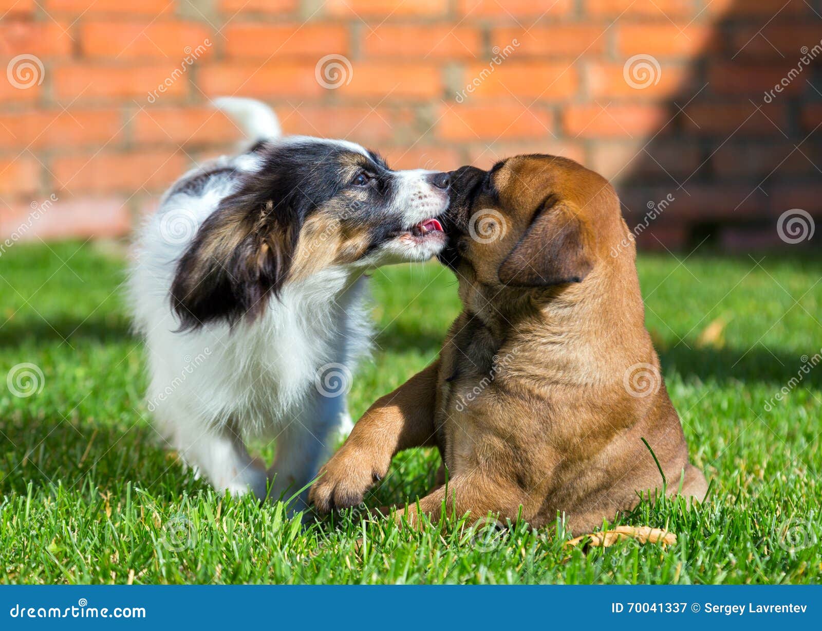 Two puppies playing stock image. Image of portrait, grass - 70041337