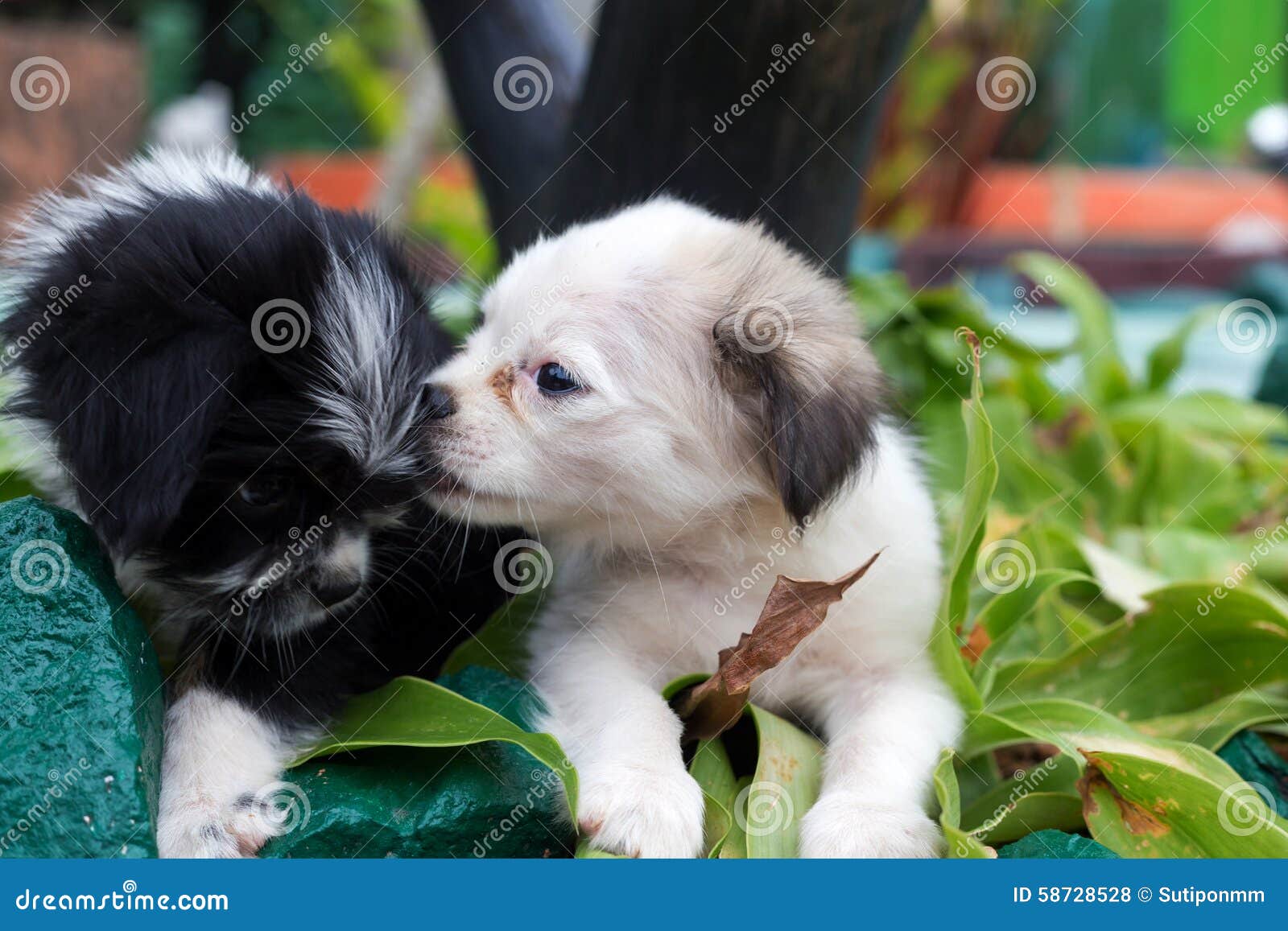 Two Puppies Playing Outside Stock Photo - Image of animal, outside ...