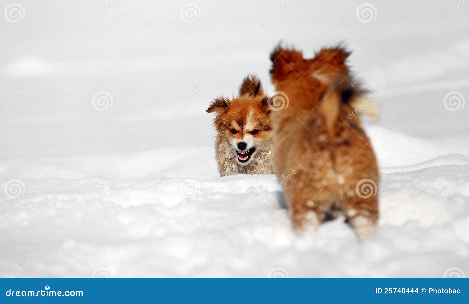 Two Puppies Playing in Snow Stock Photo - Image of outside, portrait ...