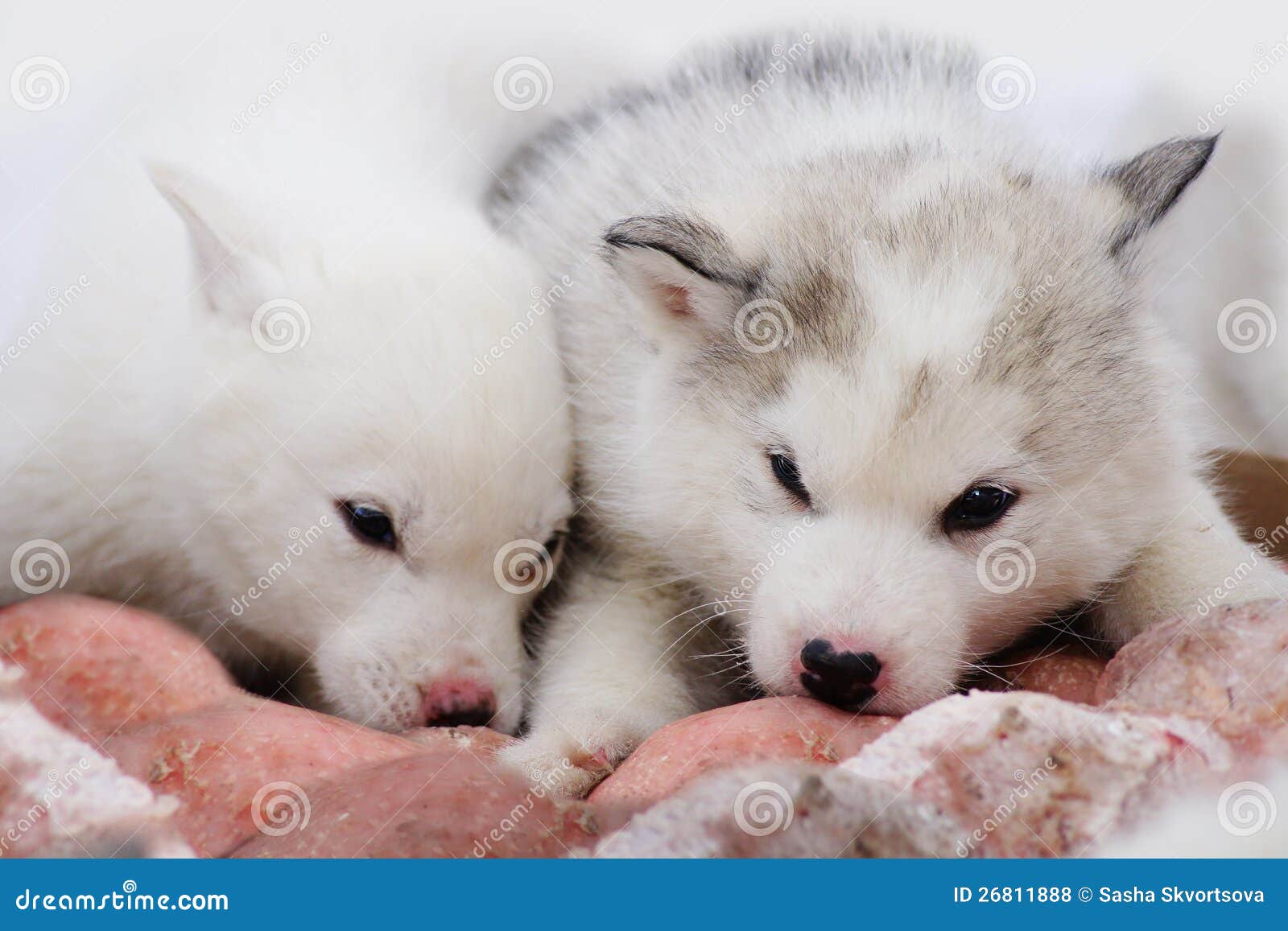 Two Puppies Of Siberian Huskies Picture. Image: 26811888