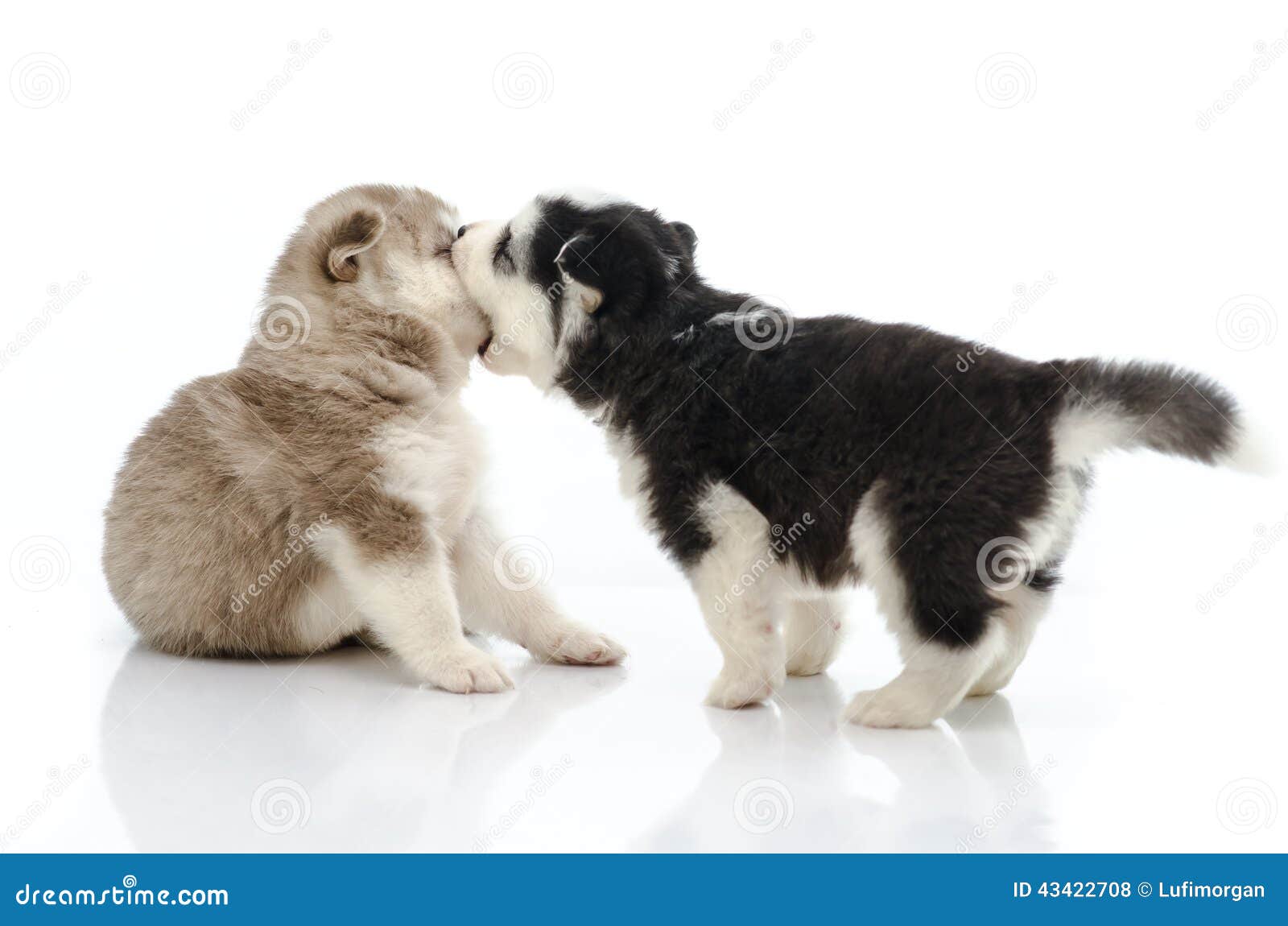 Two Puppies of Siberian Husky Stock Photo - Image of husky, doggy: 43422708