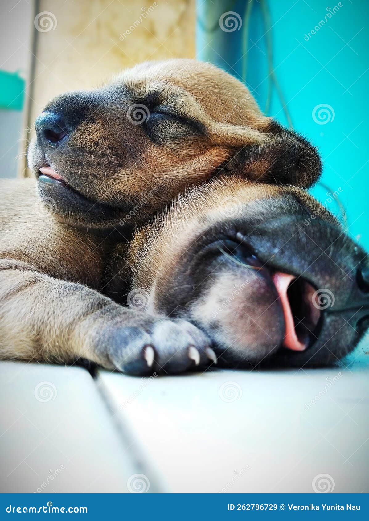 Two puppies sleeping stock image. Image of puppy, floor - 262786729