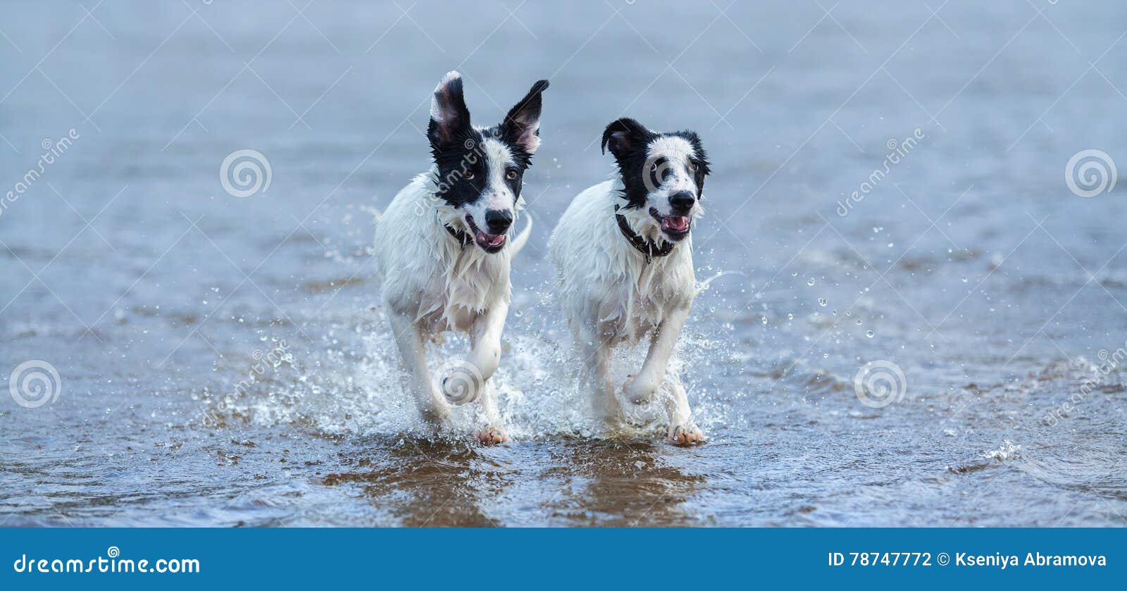 Two Puppies of Watchdog Running on Water. Stock Photo - Image of ...