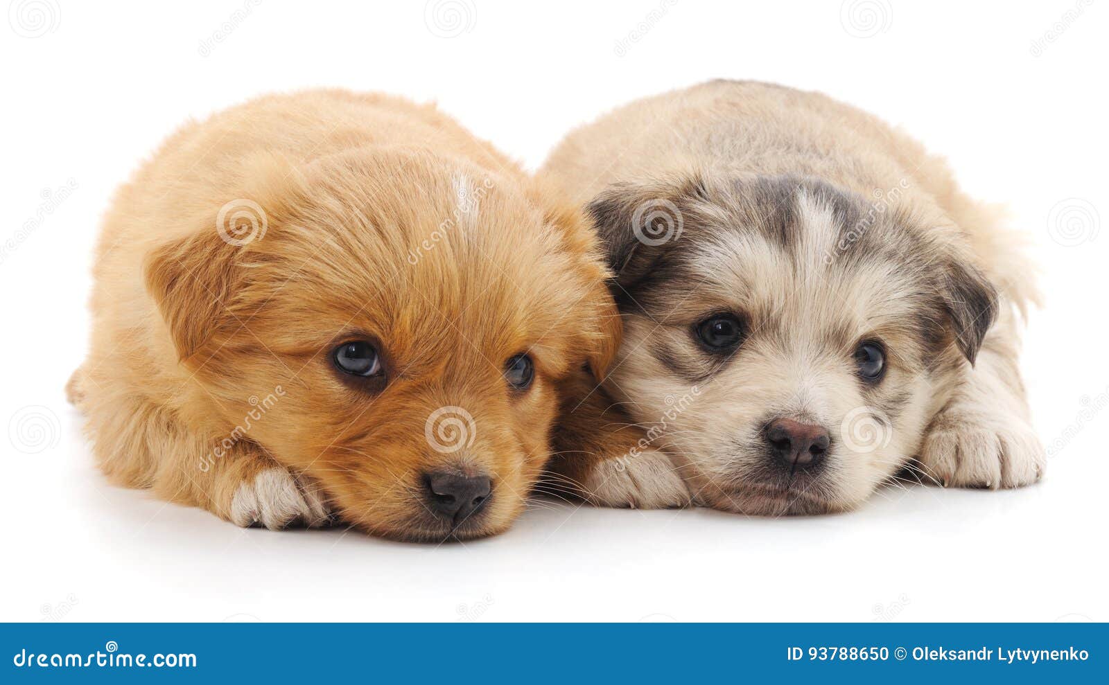 Two puppies. stock photo. Image of couple, curiosity - 93788650