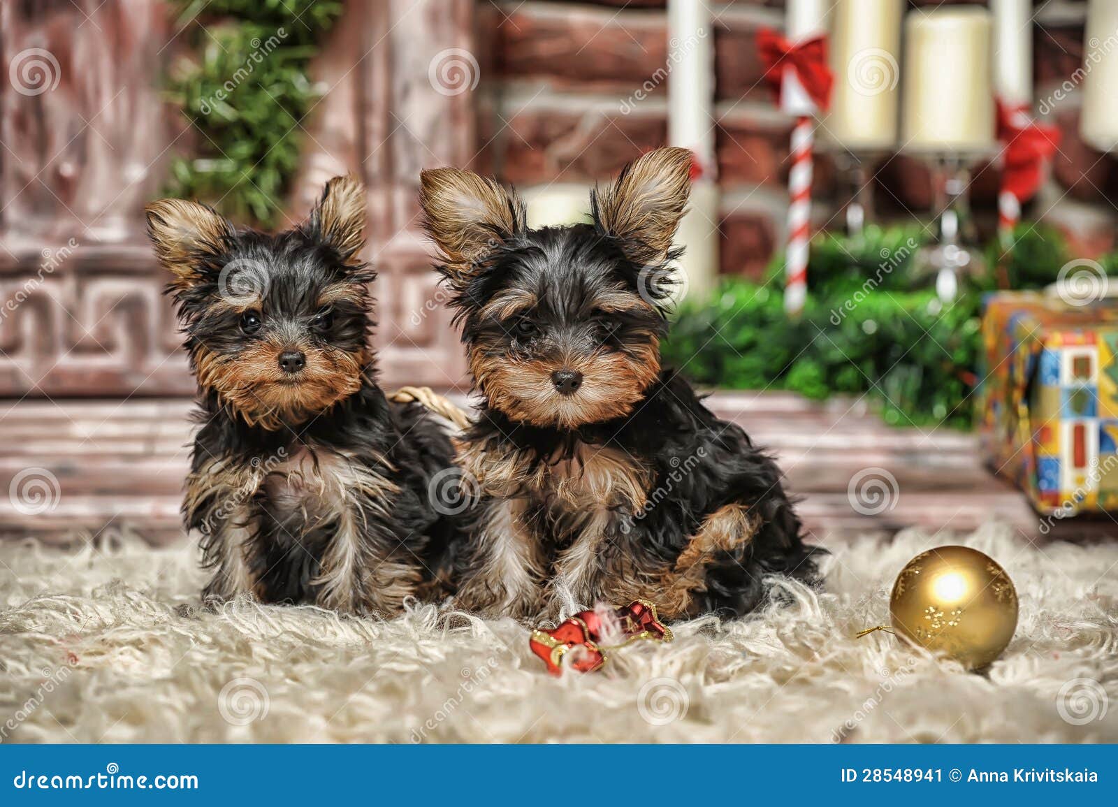 Two puppies York stock image. Image of portrait, candy - 28548941