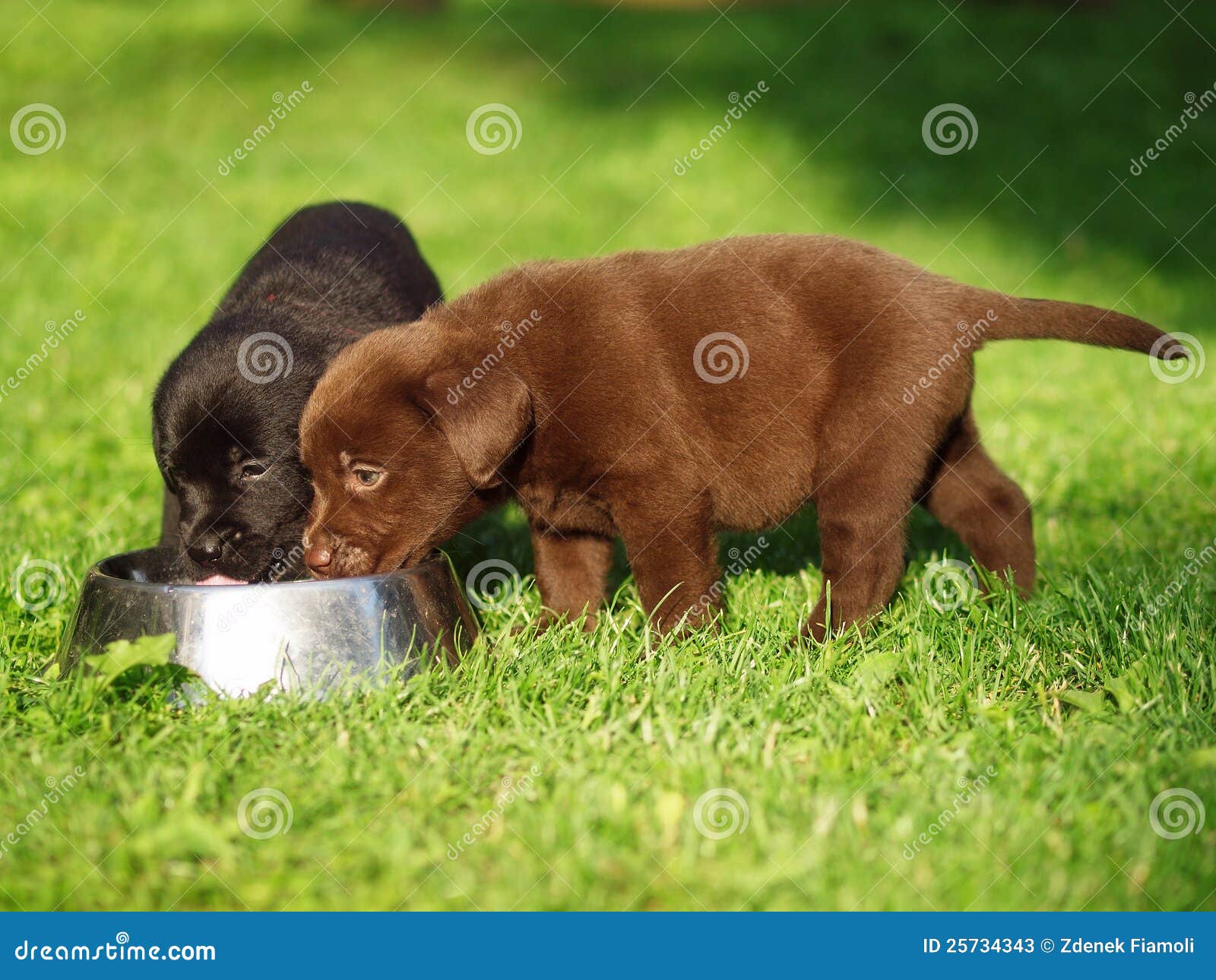 Two puppy stock image. Image of young, outdoor, retriever - 25734343