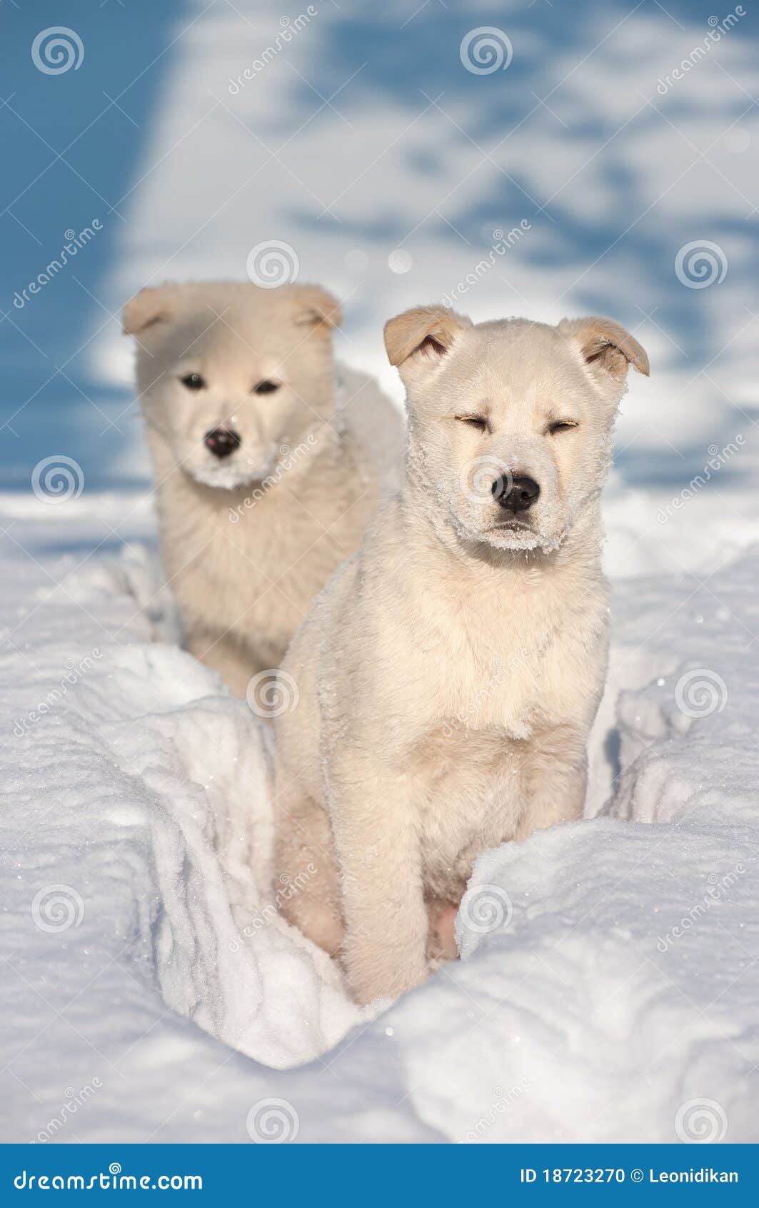 Two puppy dogs wandering stock photo. Image of nature - 18723270