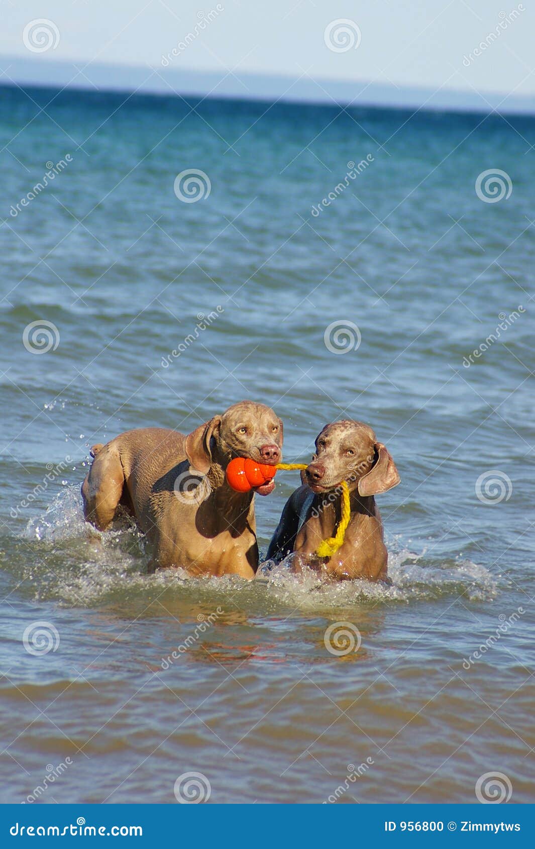 Two pups stock photo. Image of brown, bred, hunt, clear - 956800