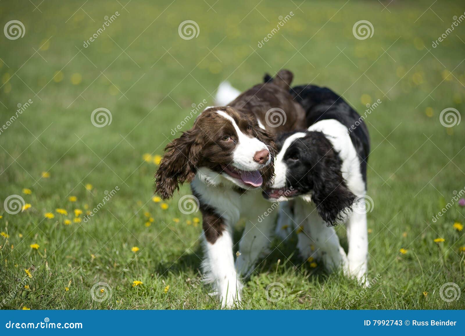 Two Pups Playing in a Field Stock Image - Image of daytime, field: 7992743