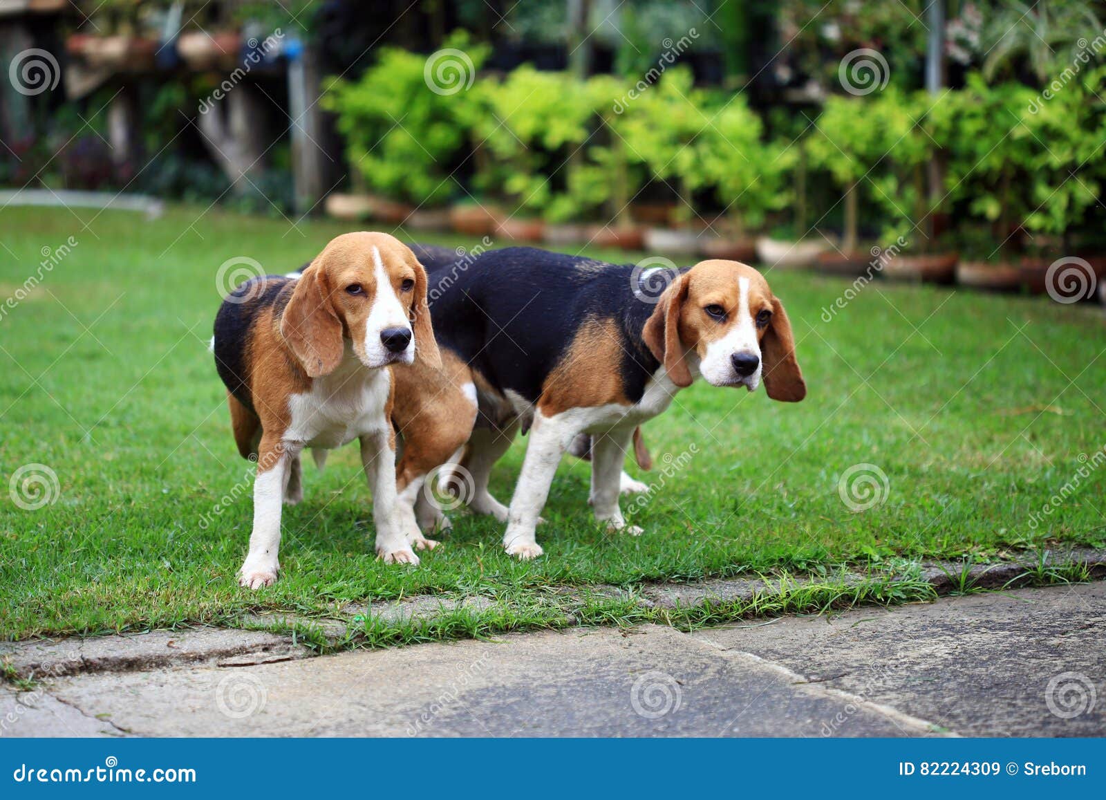 Two Purebred Beagle Dog Making Love Stock Image - Image of grass, color ...