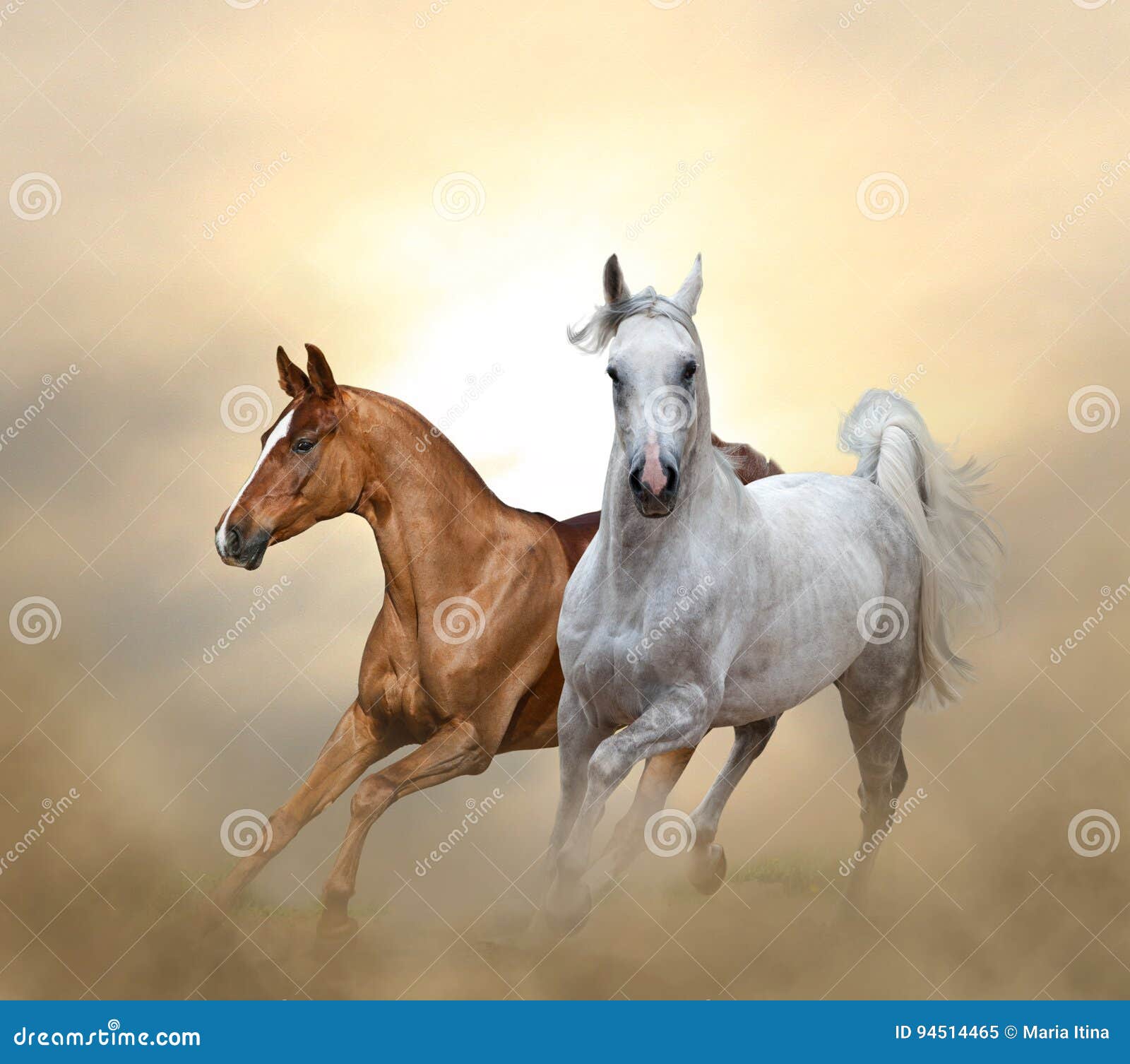 Two Purebred Horses Running in Sunset Time Stock Image - Image of group ...