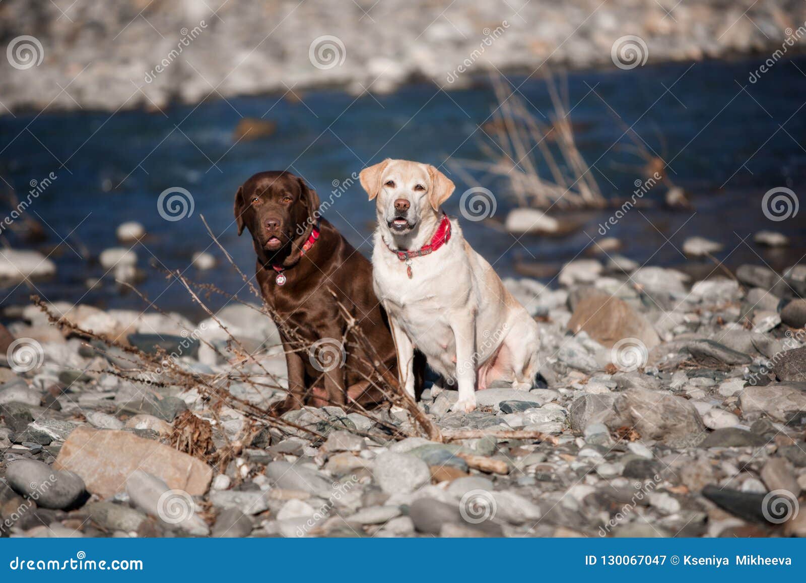 Two Purebred Labradors Outdoors and the Early Spring and the River ...