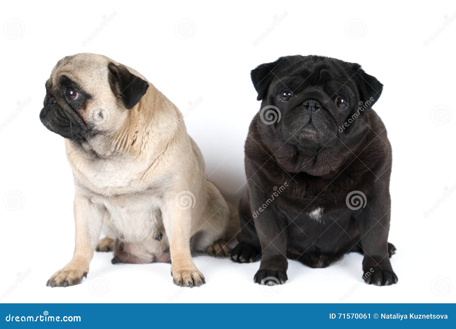 Two purebred pugs portrait stock image. Image of black - 71570061