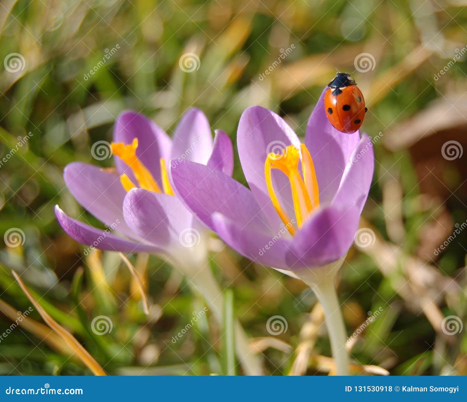 Two Purple Colored Crocus Flower and a Lady Bug Stock Photo - Image of ...