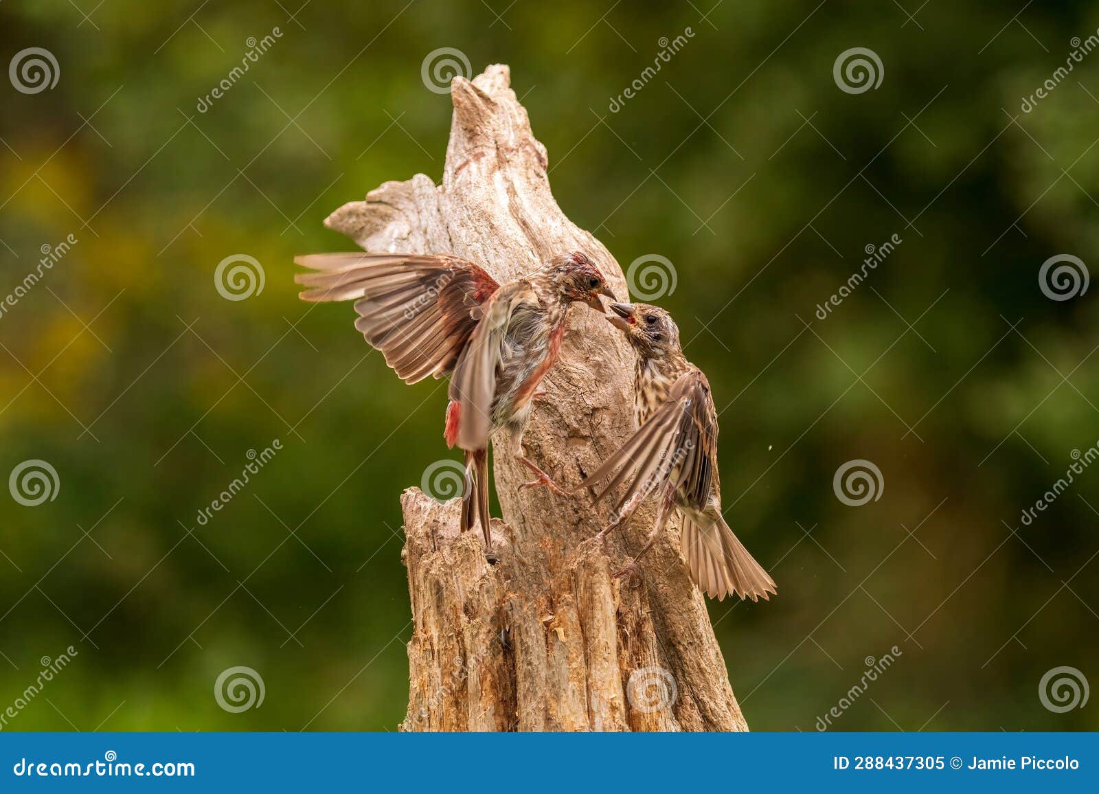 Two Purple Finches Fighting for Perch Stock Image - Image of fighting, perch: 288437305