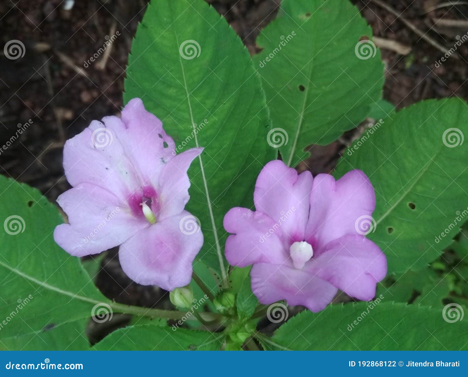 Two purple flowers closeup stock photo. Image of herb - 192868122