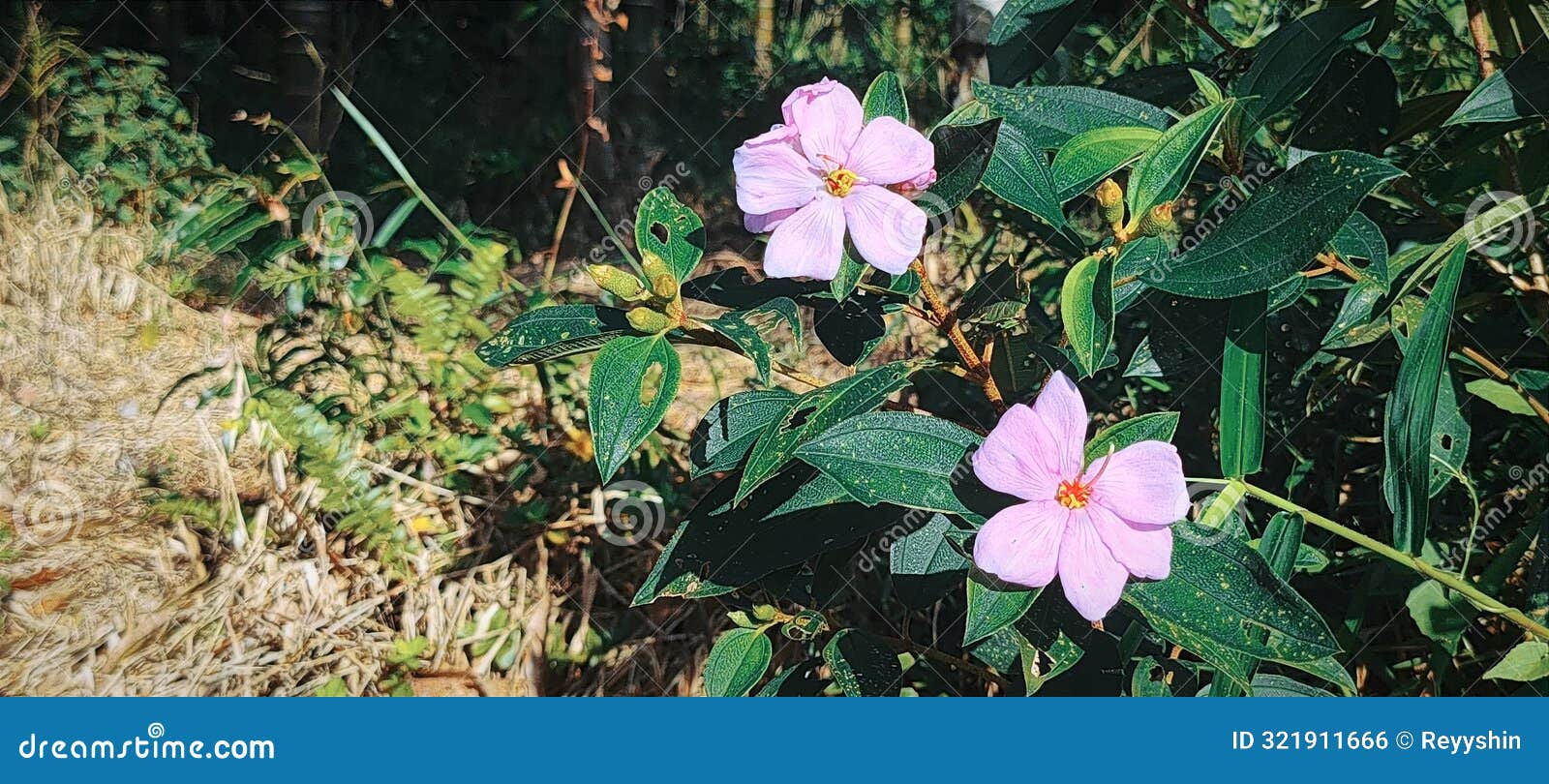 The Two Purple Flowers are always Together Stock Photo - Image of ...