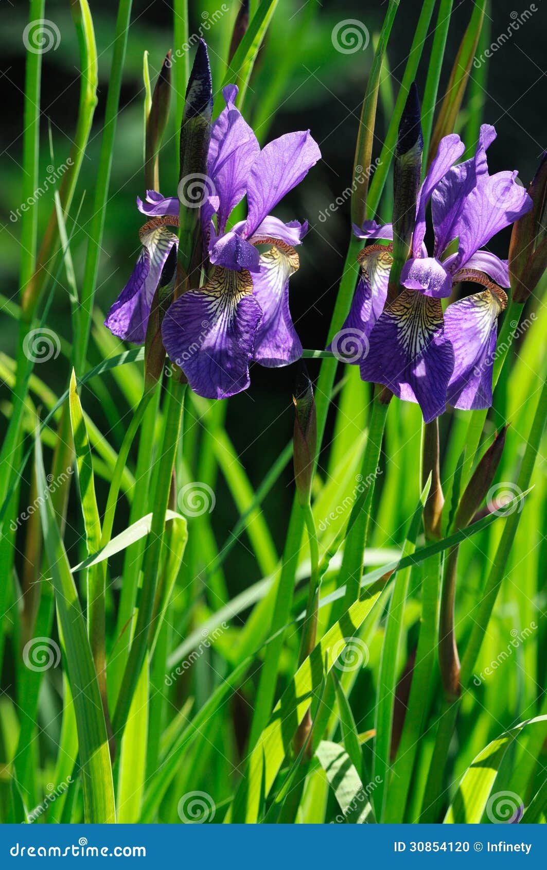 Two Purple Iris Flowers stock photo. Image of iris, bearded - 30854120