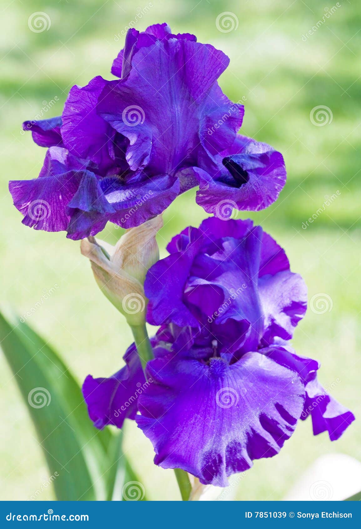 Two Purple Irises stock image. Image of beautiful, outdoors - 7851039