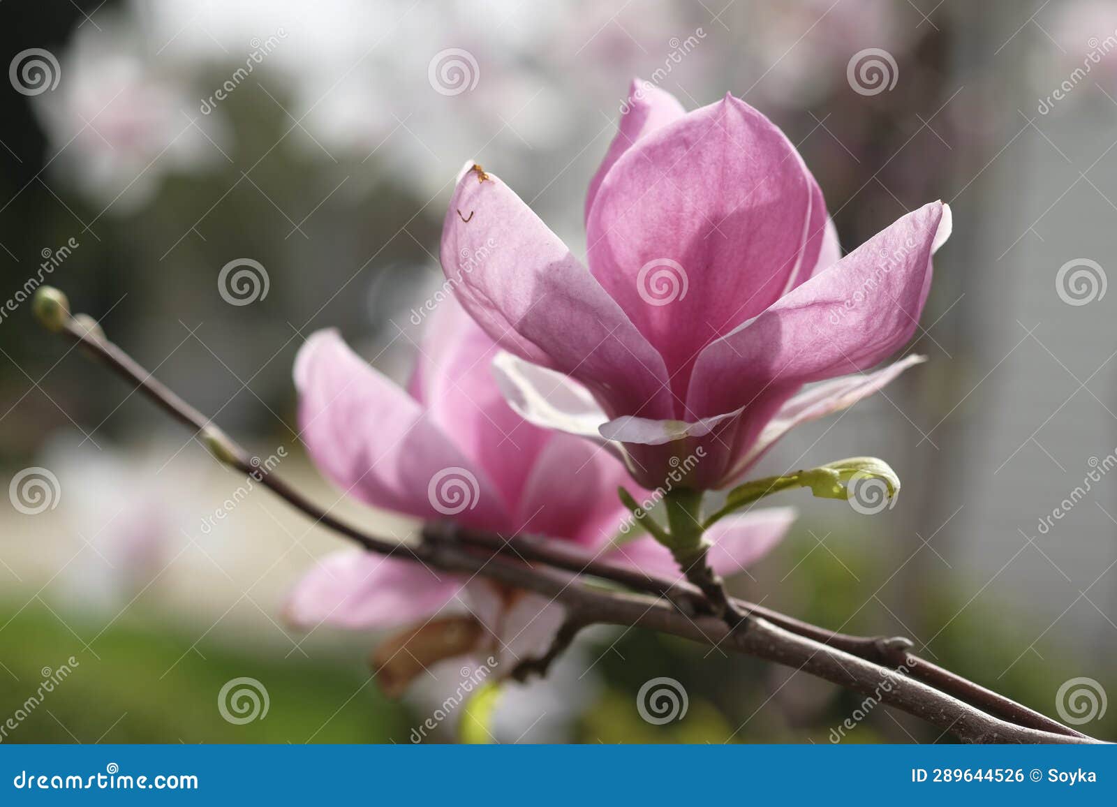 Two Purple Magnolia Flowers Grow on the Same Branch Stock Photo - Image ...