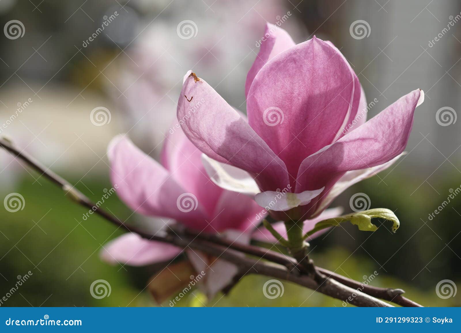 Two Purple Magnolia Flowers Grow on the Same Branch Stock Image - Image ...