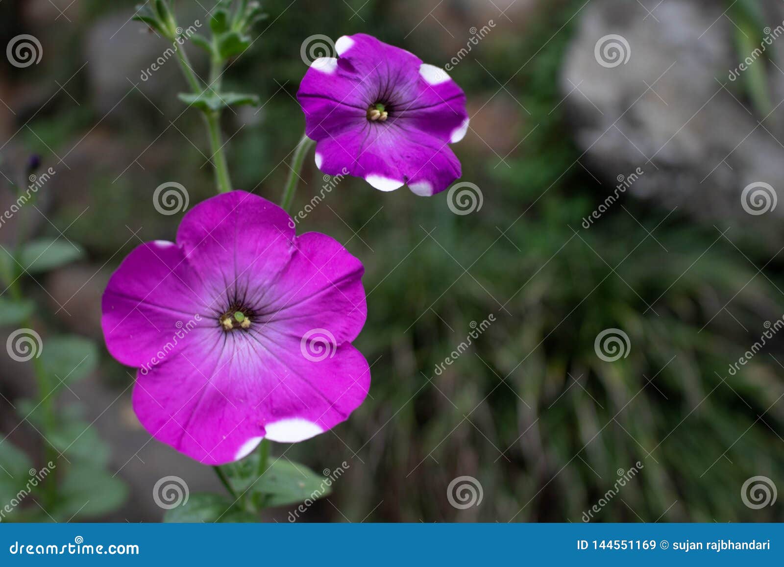 Two purple pink flowers stock image. Image of summer - 144551169