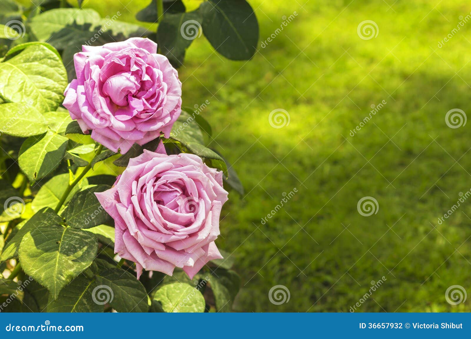 Two Purple Roses on Background Lawn Stock Photo - Image of garden ...