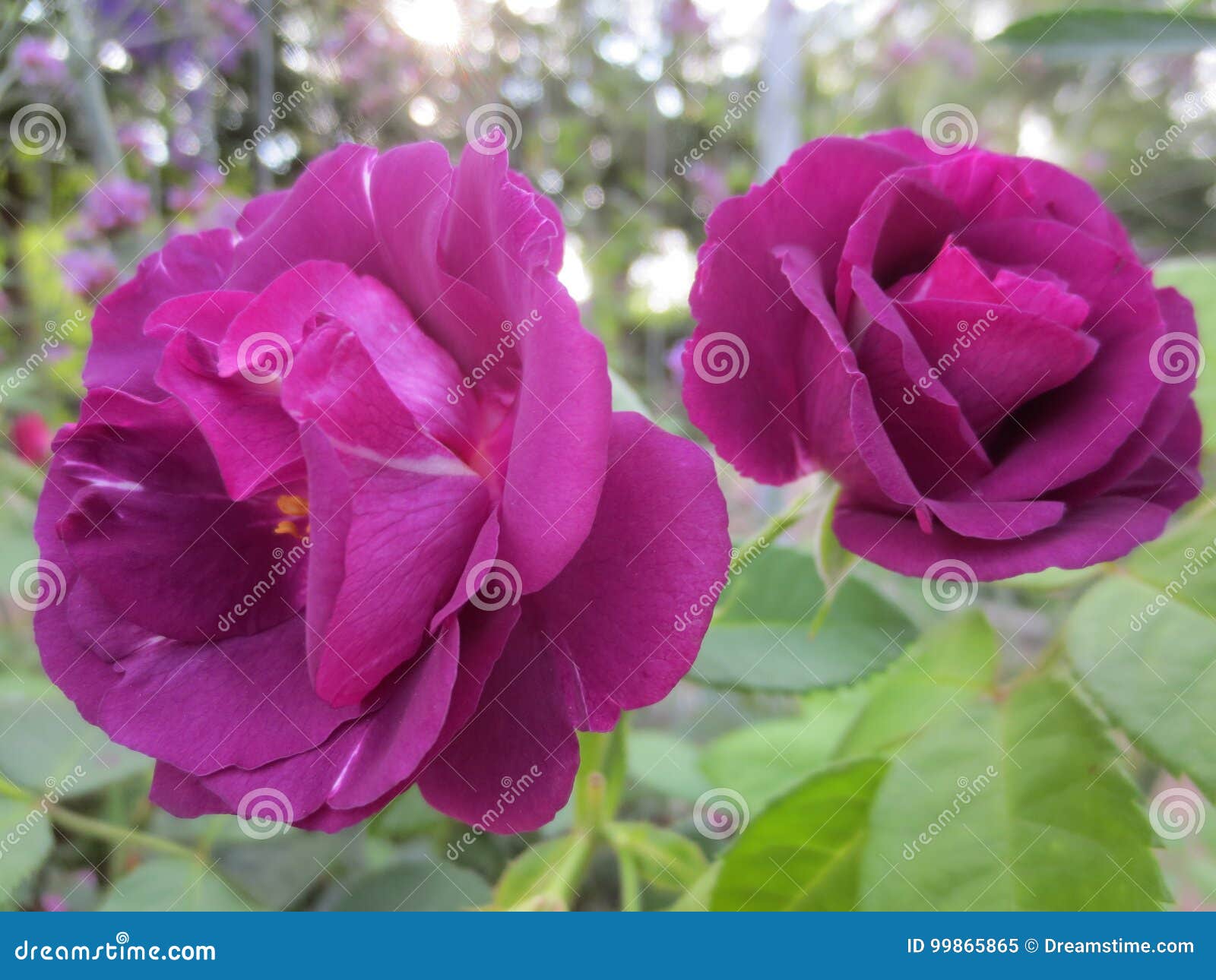 Two Purple Roses on a Background of Leaves in the Flowerbed. Stock ...