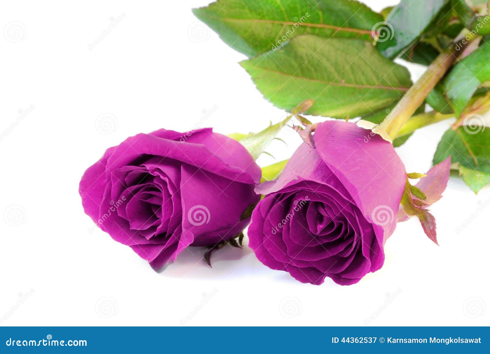 Purple And White Roses Background