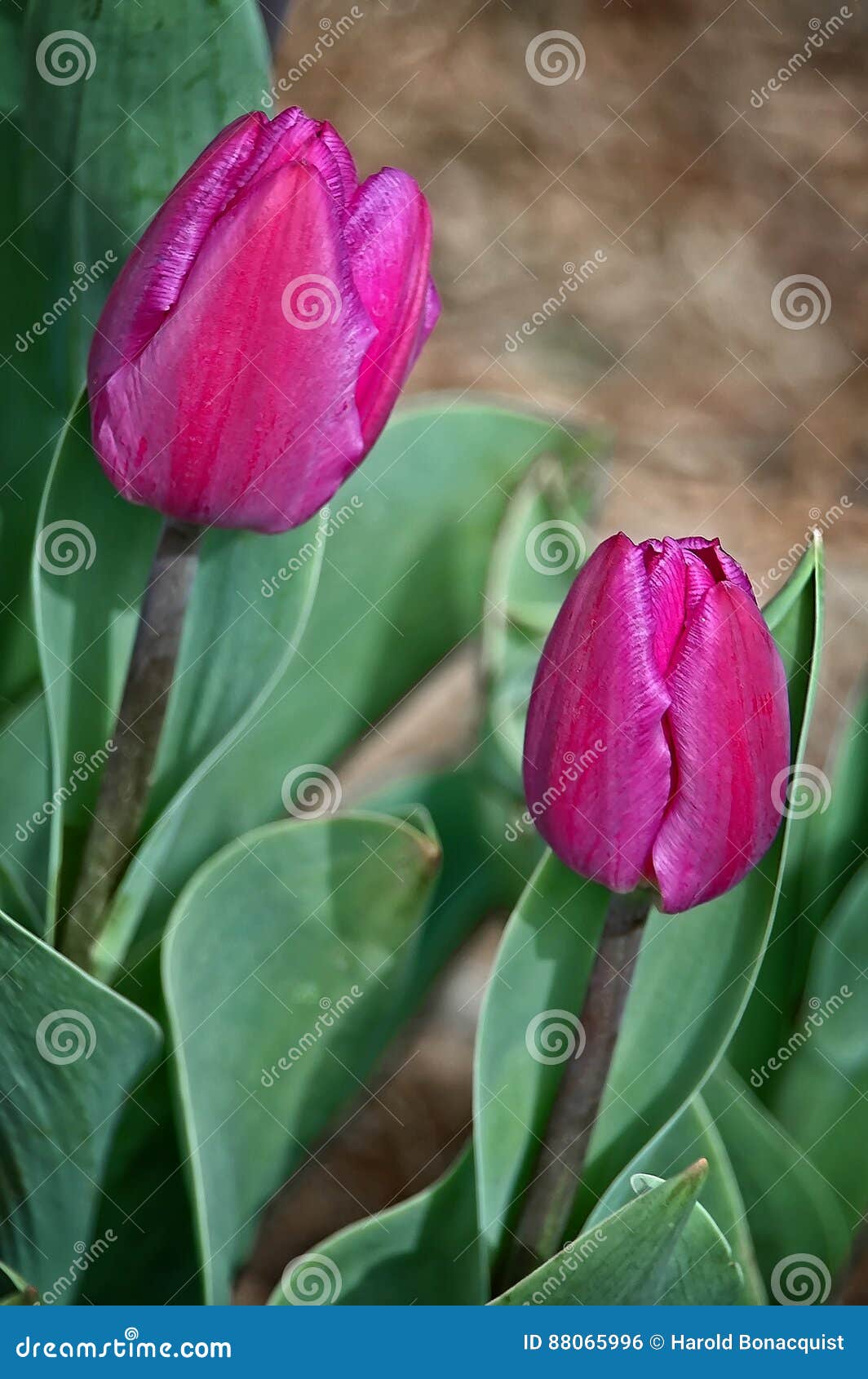Two Purple Tulips stock photo. Image of colorful, summer - 88065996
