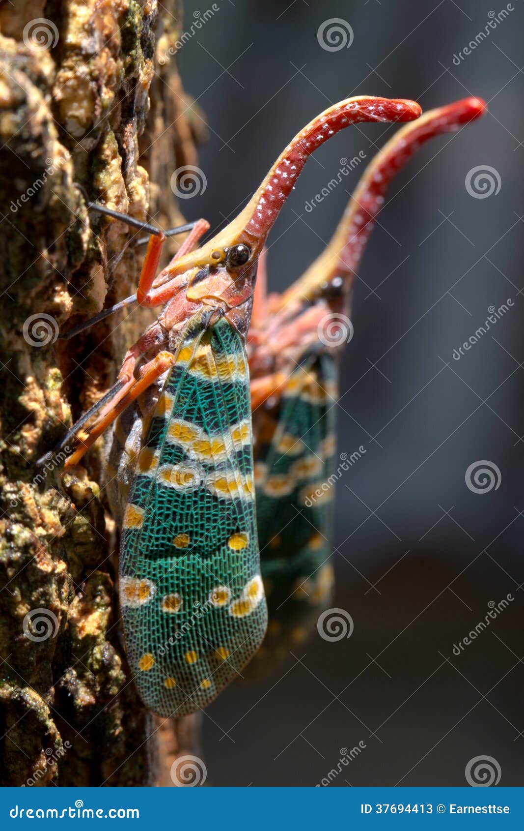 Two Pyrops candelaria stock image. Image of pyrops, colored - 37694413