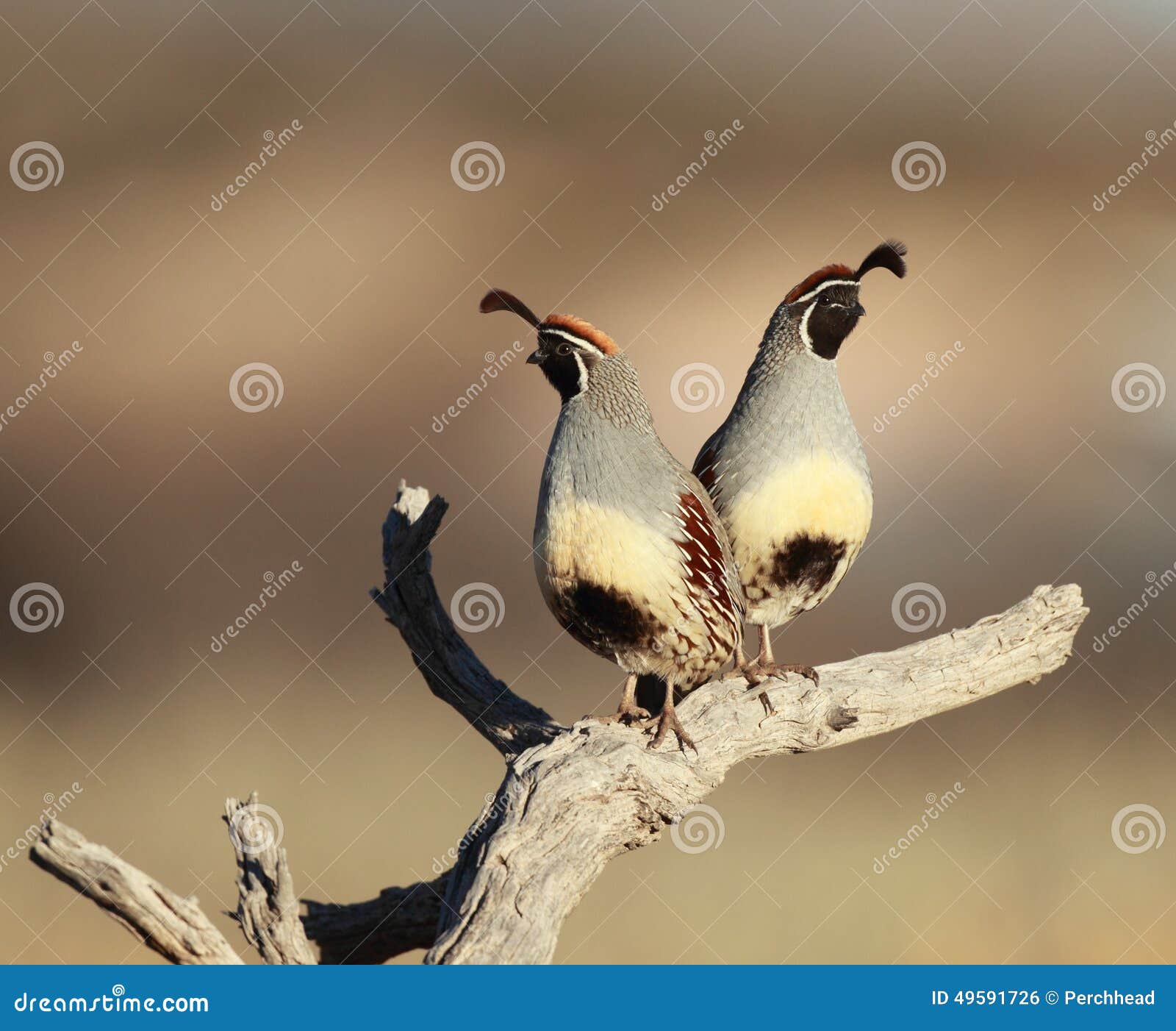 Two Quail on a branch stock photo. Image of merriams - 49591726