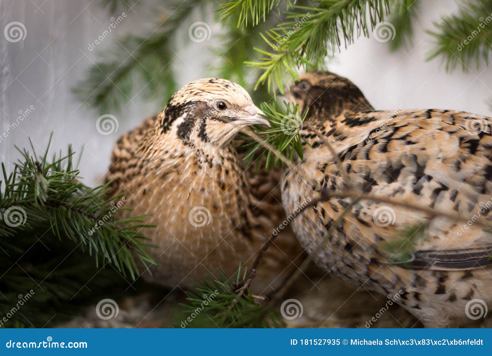 Two Quail Hen stock image. Image of livestock, green - 181527935