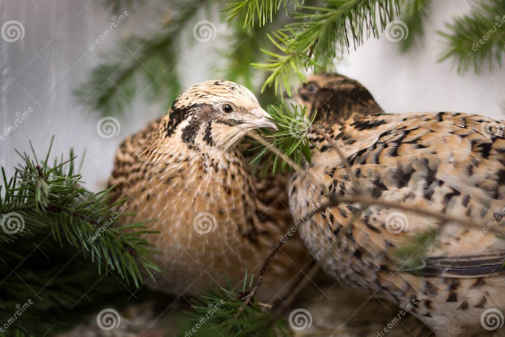 Two Quail Hen stock image. Image of livestock, green - 181527935