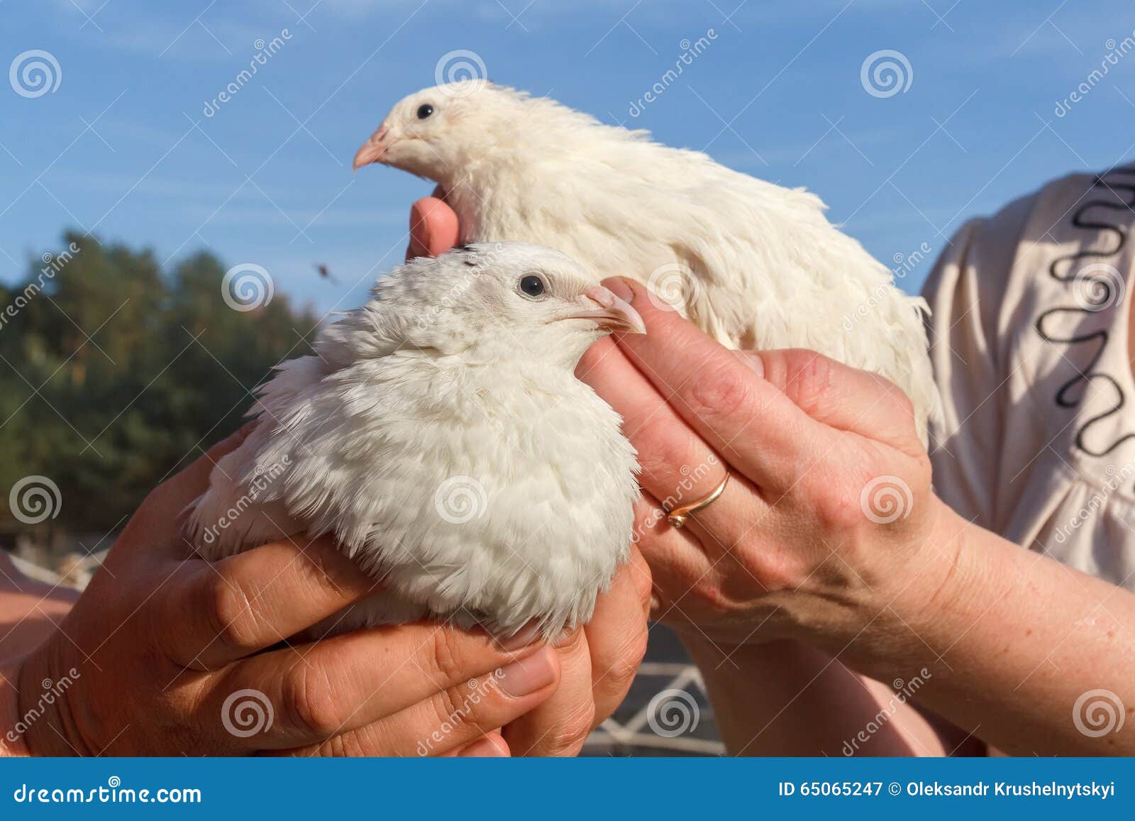 Two quail in human hands stock image. Image of female - 65065247